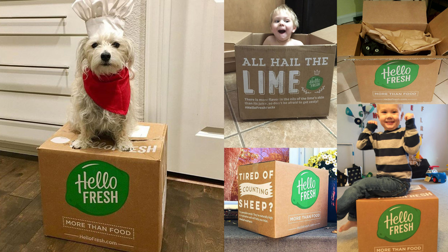 HelloFresh | DiGo - DiMassimo Goldstein